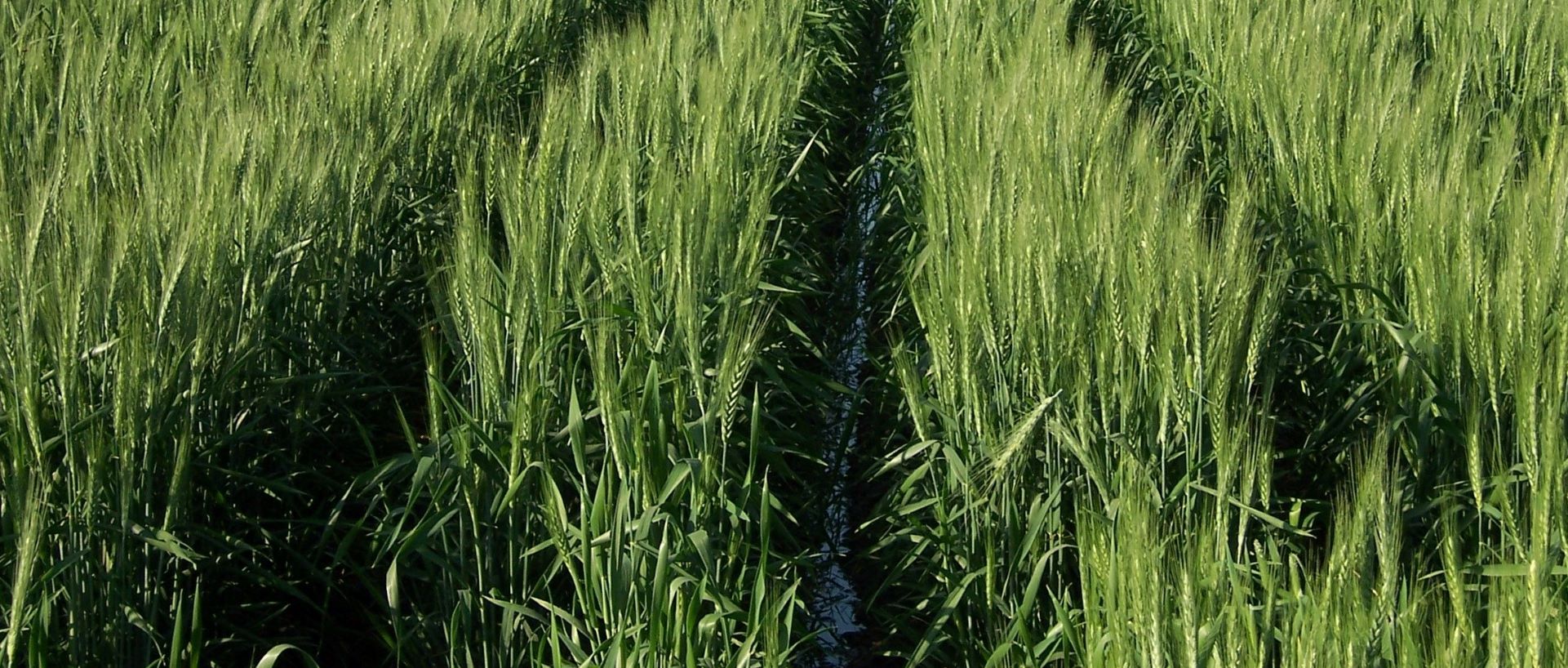 Raised beds for cropping | Aik Saath